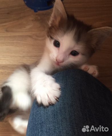 Чудный котенок