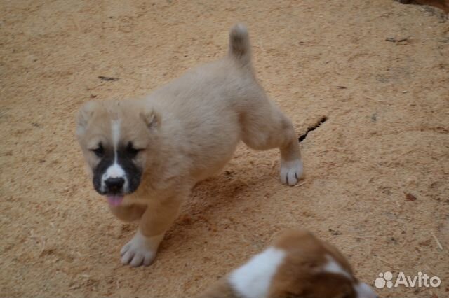 Среднеазиатская овчарка