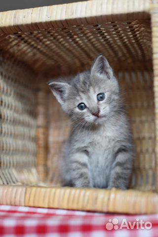 Голубой котенок в добрые руки