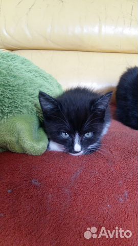 Отдаем 2-х котят в хорошие руки