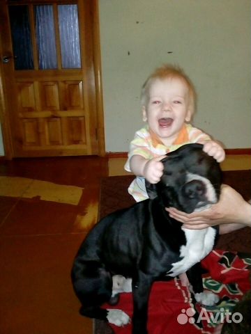 Вязка ам стаф