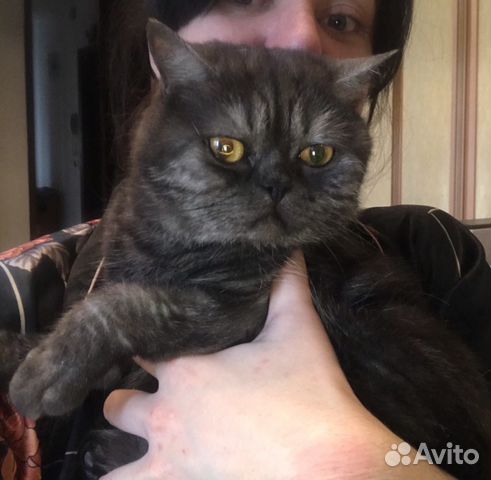 Идеальная кошка в дар, возраст 5 лет