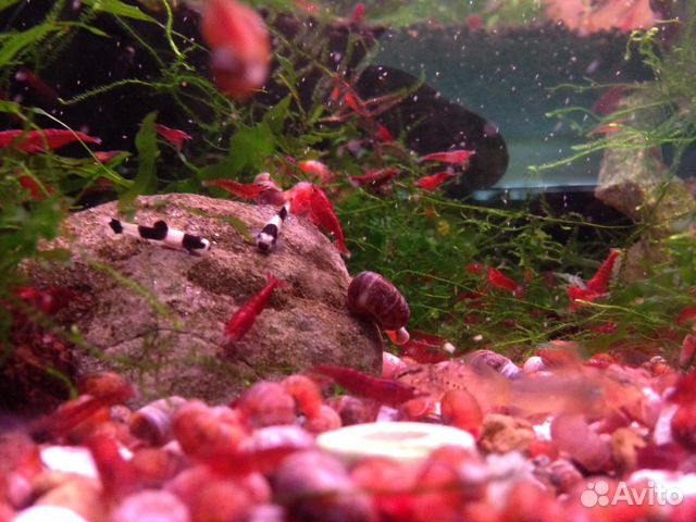 Голец Панда, panda Loach, Yaoshania pachychilus
