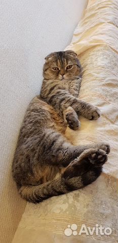 Шотландский вислоухий мальчик в добрые руки