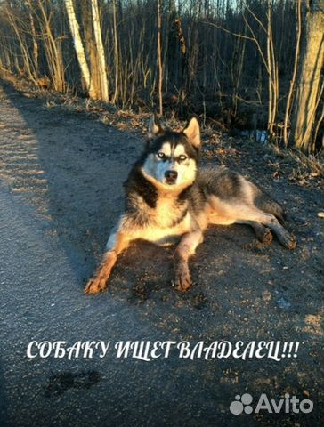 Пропала собака Хаски