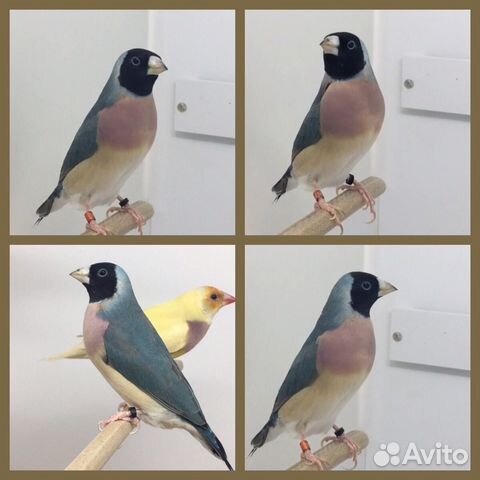 Самка Амадина Гульда