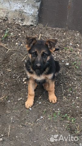 Немецкие овчарки