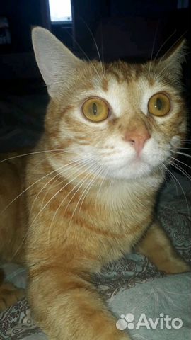 Безпородный