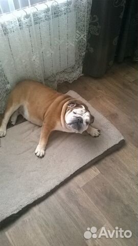 Английский бульдог