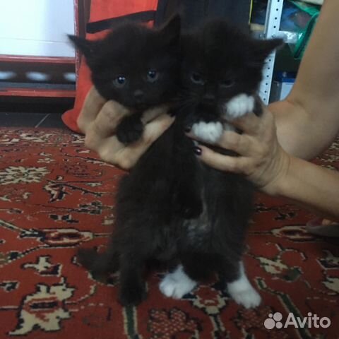 Отдам котят в добрые руки