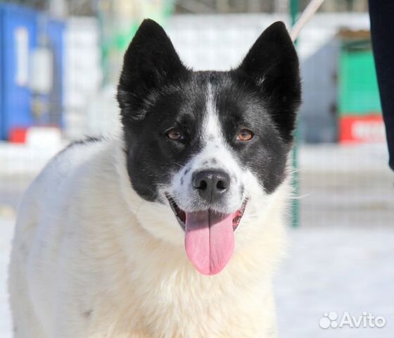 Принцесса Лея в дар