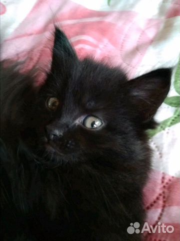 Котенок
