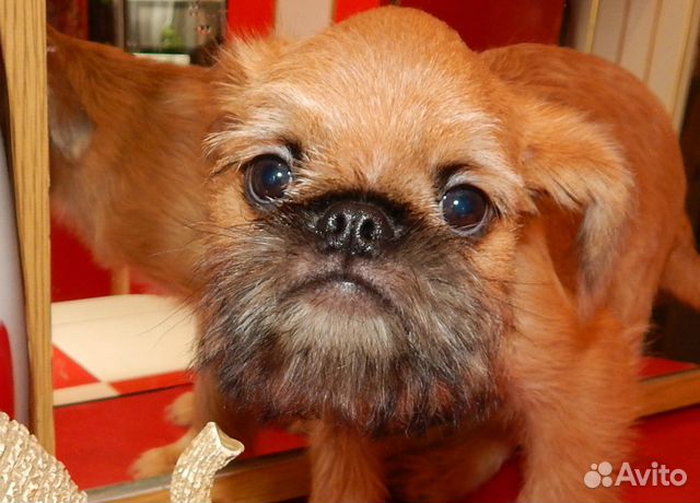 Собачки с человеческим лицом)