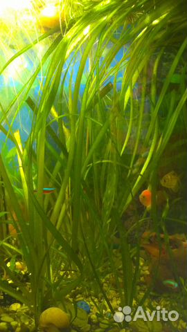 Аквариумные растения