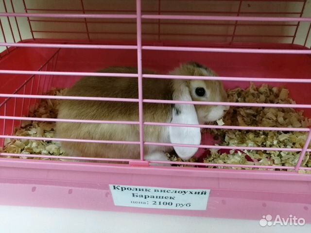 Кролик вислоухий барашек