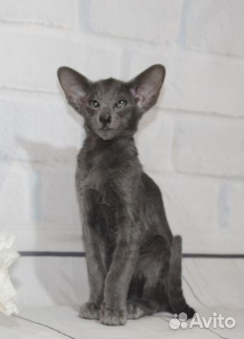 Ориентальный изящный котик