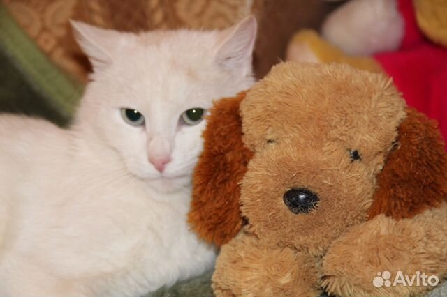 Чудесный котик в добрые ручки