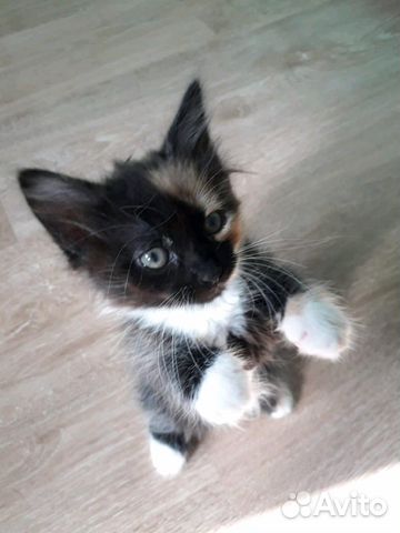 Ручные котята две девочки