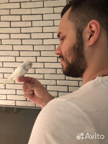 Белый прирученный волнистый попугай