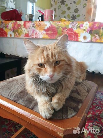 Отдам Мейн-куна