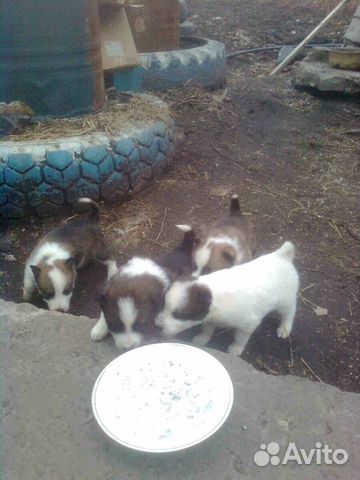 Щенки лайки