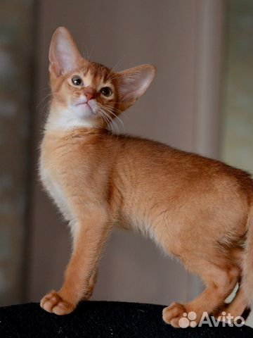 Котик Окраса Соррель