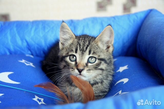 Милая котенок-девочка, 15 мес