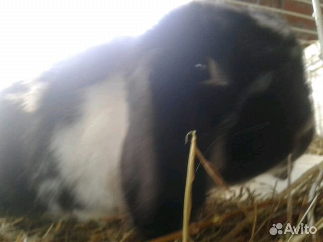 Декоративные кролики "Карликовый баран"