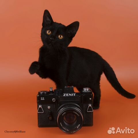 Бомбей котик