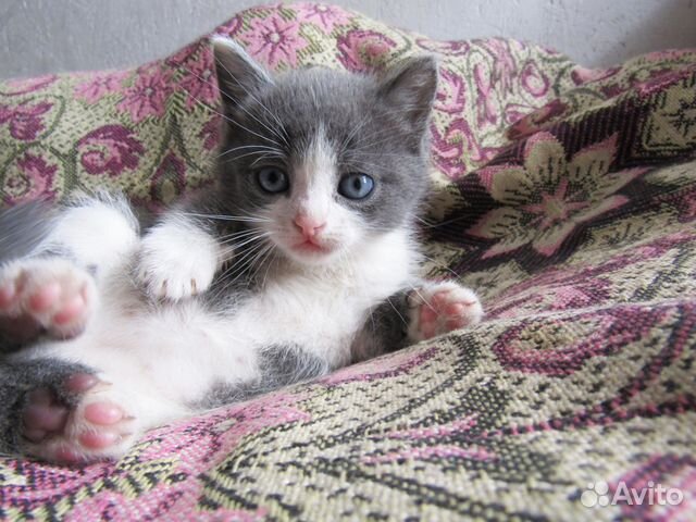 Умненький малыш Дымочка в добрые ручки