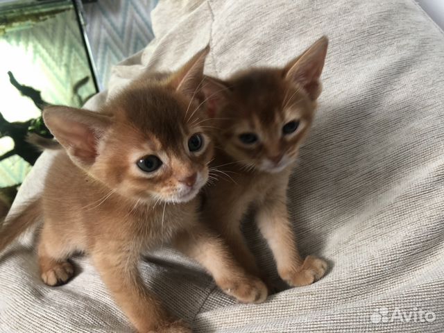 Абиссинские котята