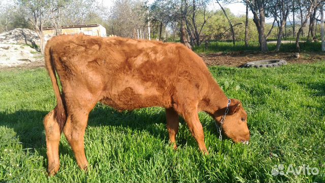 Продается тёлочка 5 месяцев