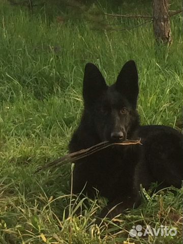 Щенки черной немецкой овчарки
