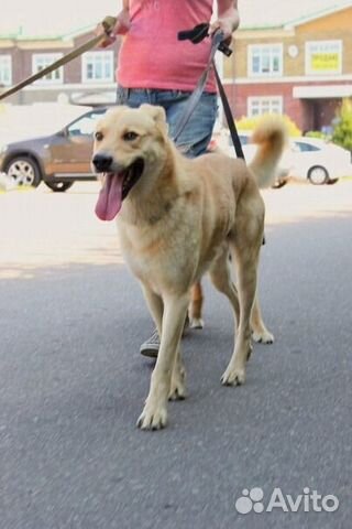 Красавец Умка в добрые руки