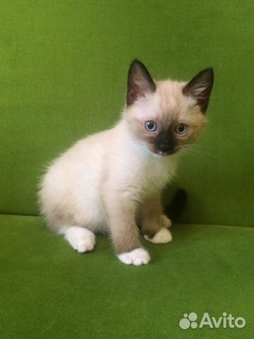 Классный котёнок