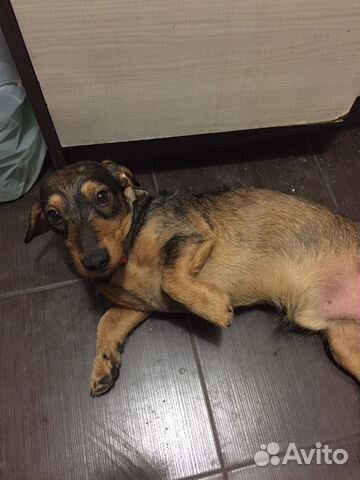 Такса гладкошёрстная