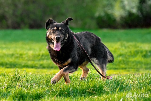 Взрослая собака-девочка Шейла. В дар