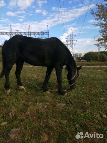 Кобыла Фелл пони 16 лет