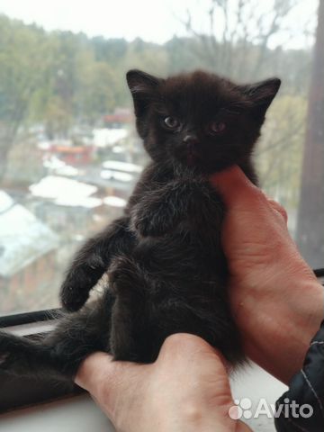 Сладкие котятки-кругляшки 1.5 мес в дар