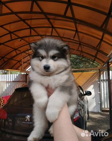 Маламутики