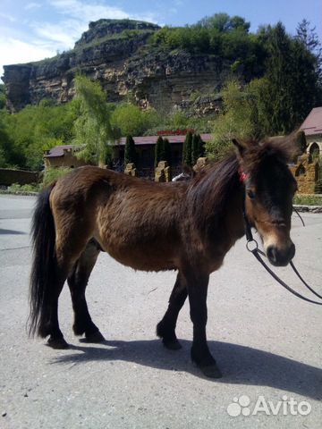 Продаю Пони