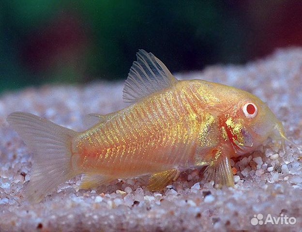 Corydoras aeneus Albino (Коридорас Аенеус Альбино)