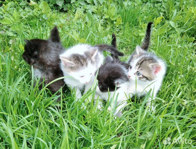 Котята от кошки породы "Американский бобтейл"