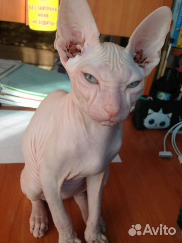 Донские сфинксы. Суперкотята