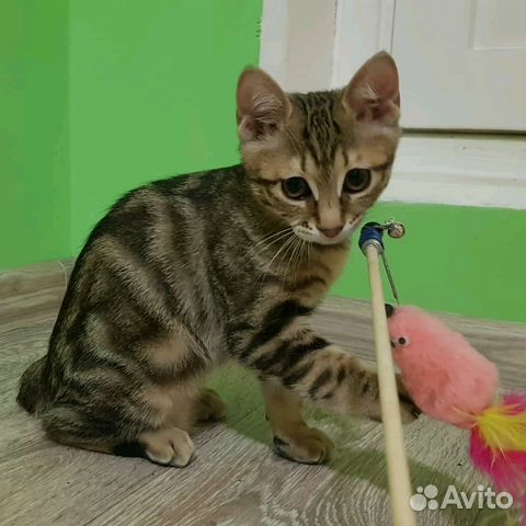 Прекрасная девочка курильского бобтейла)