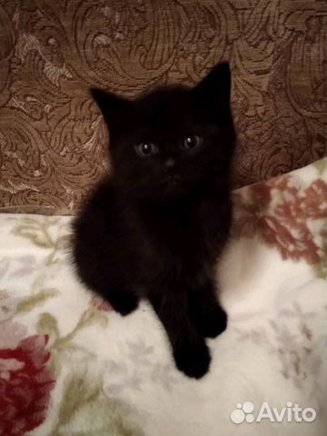 Котята