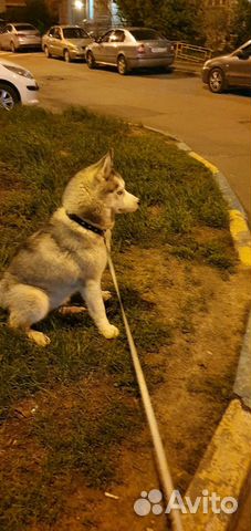 Хаски,щенок, 6 мес