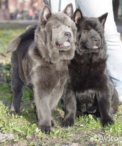 Щенки чау-чау пушистики - смуфы