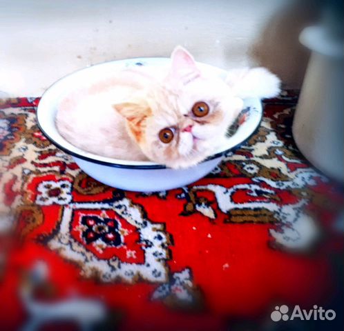 Красавица Фрося