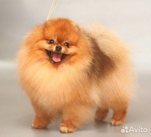 Щпицы на вязку разных окрасов